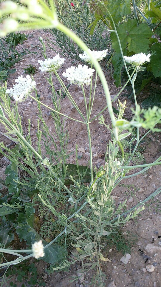 Raíz de ledebouriella (Saposhnikovia divaricata) - PictureThis