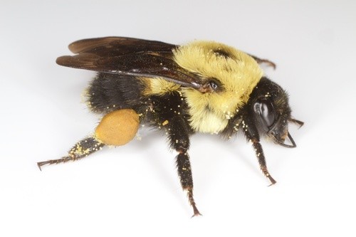 How to Pollinate False aloe? (Pollinators, Time Window, Enhance, and ...