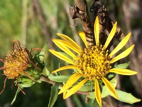 Puget sound gumweed (Grindelia integrifolia) Flower, Leaf, Care, Uses ...