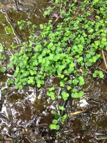 American golden saxifrage (Chrysosplenium americanum) Flower, Leaf ...