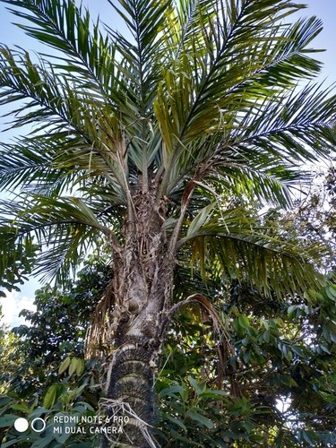 Bactris Flower, Leaf, Care, Uses - PictureThis