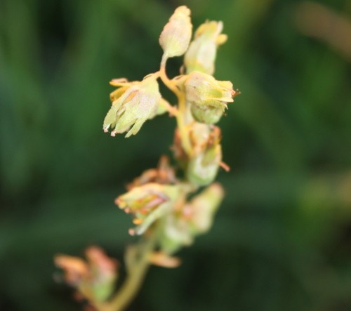 Richardson's alumroot (Heuchera richardsonii) Flower, Leaf, Care, Uses ...