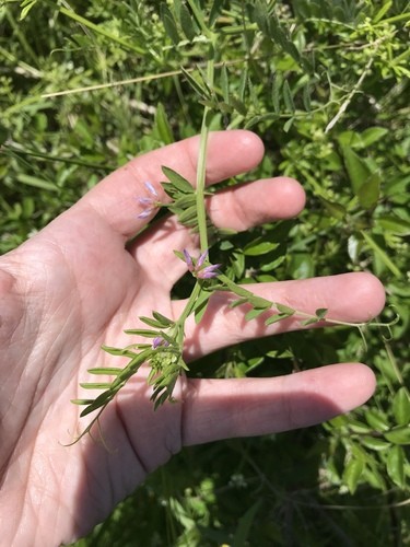 Vicia ludoviciana - PictureThis