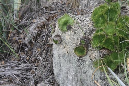 Spikemosses (Selaginella) Flower, Leaf, Care, Uses - PictureThis