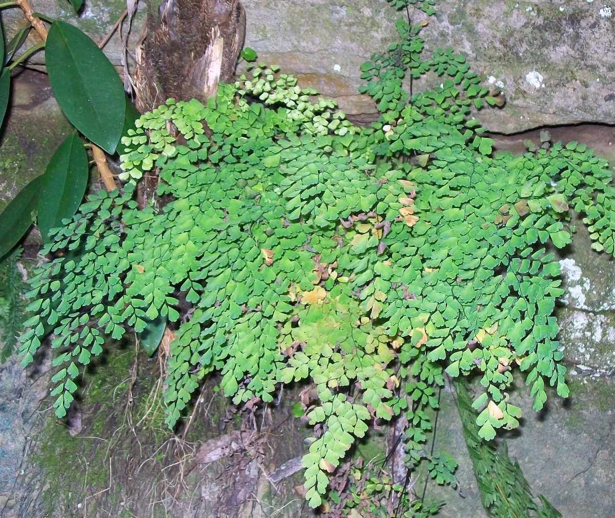 Adiantum aethiopicum - PictureThis