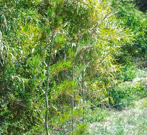Guadua paniculata Flower, Leaf, Care, Uses - PictureThis