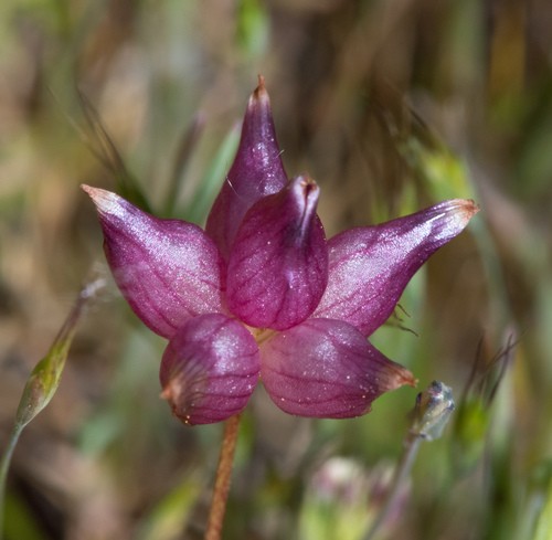 Cowbag clover (Trifolium depauperatum) Flower, Leaf, Care, Uses ...
