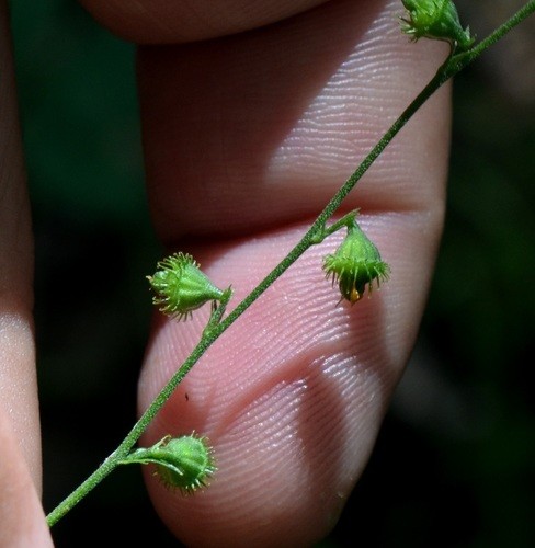Beaked agrimony (Agrimonia rostellata) Flower, Leaf, Care, Uses ...