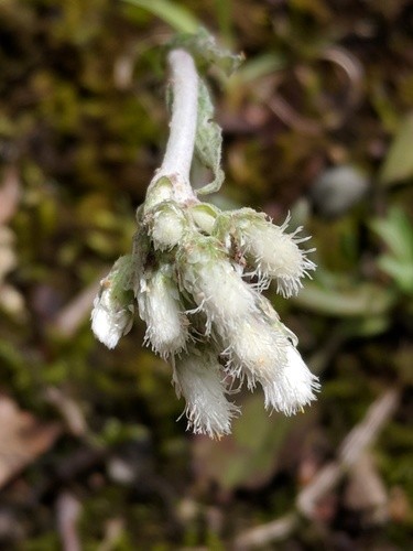 Parlin's pussytoes (Antennaria parlinii) Flower, Leaf, Care, Uses ...