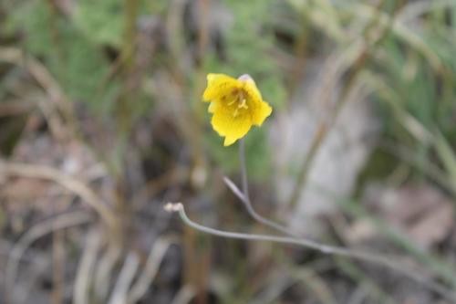 Calochortus barbatus Flower, Leaf, Care, Uses - PictureThis