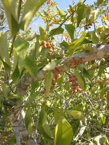 Laurel cimarrón (Citharexylum berlandieri) - PictureThis