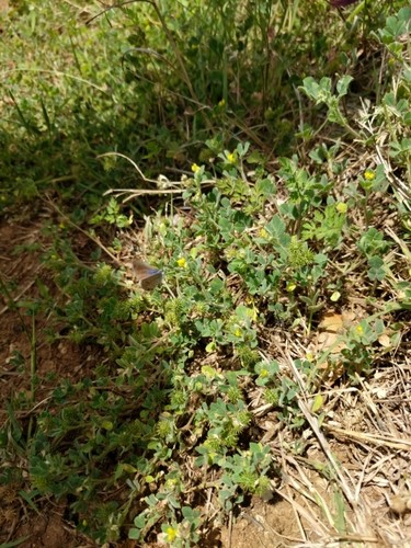 Cadillo (Medicago minima) - PictureThis