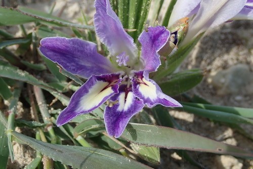 Baboon-root (Babiana ambigua) Flower, Leaf, Care, Uses - PictureThis