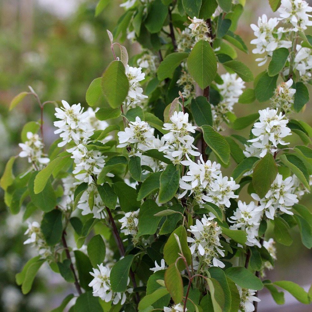 Roundleaf serviceberry (Amelanchier sanguinea) Flower, Leaf, Care, Uses ...