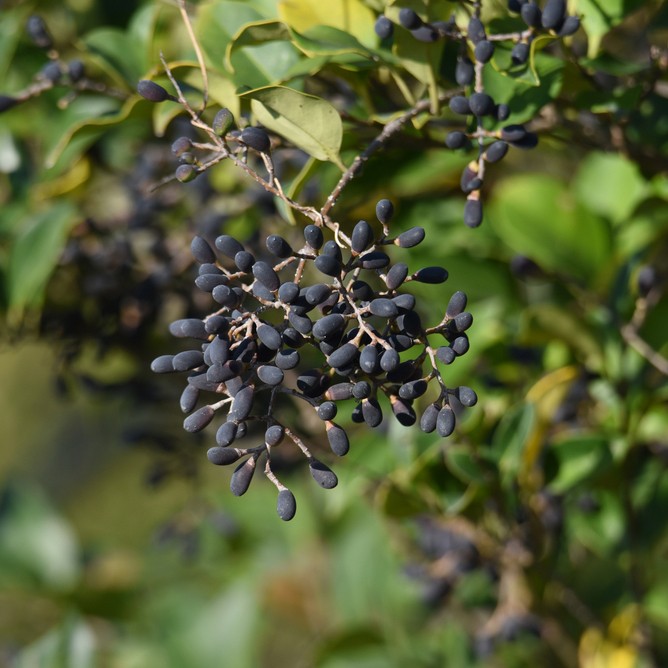 Japanese Privet Tree Berries