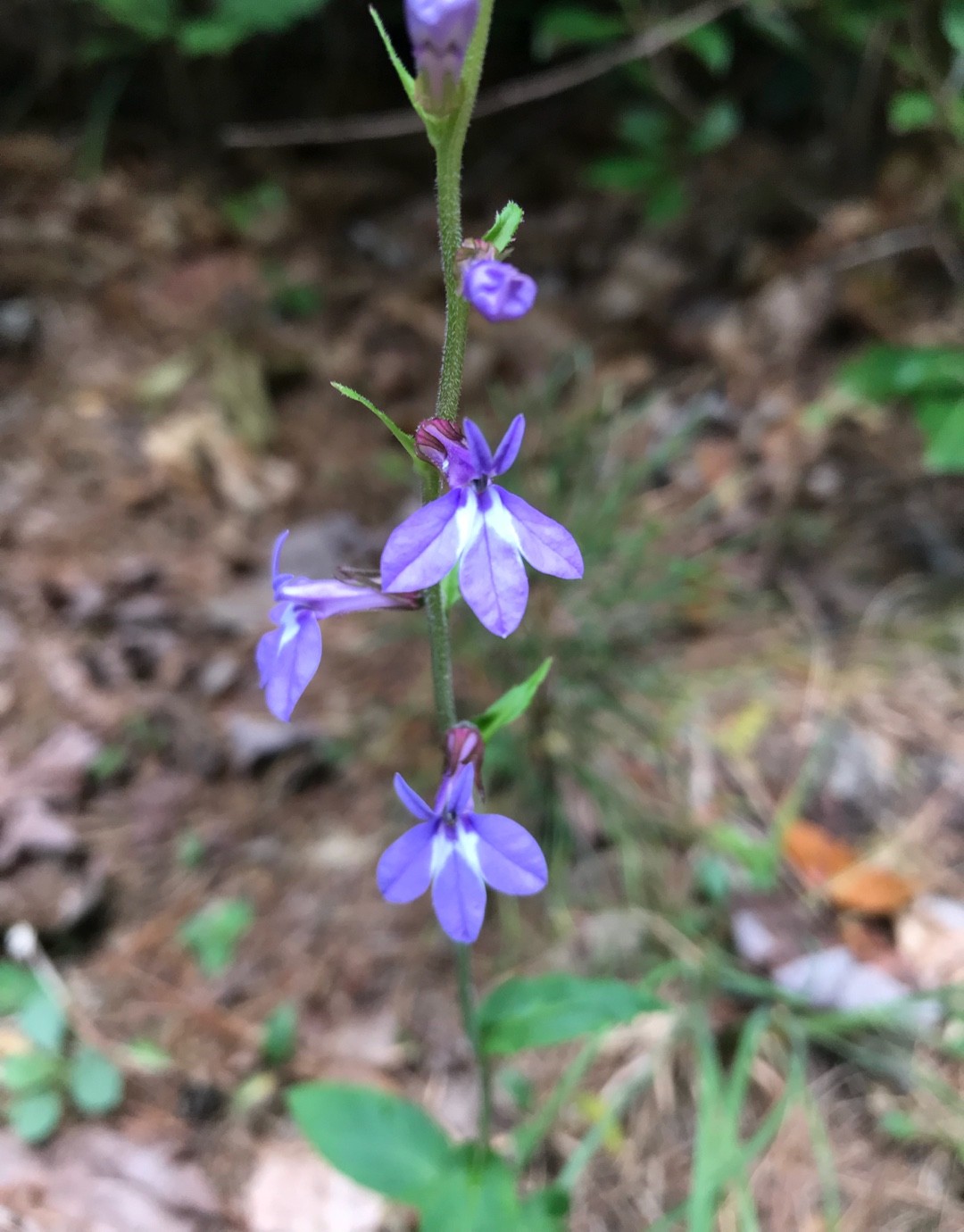 Lobelia puberula - PictureThis