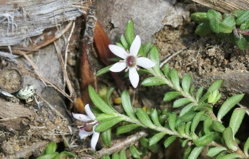 Rhytidosporum procumbens - PictureThis