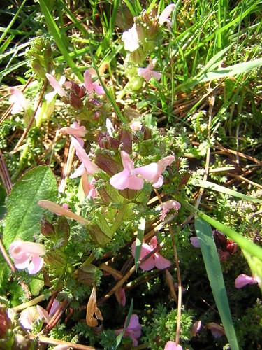 Common lousewort (Pedicularis sylvatica) Flower, Leaf, Care, Uses ...