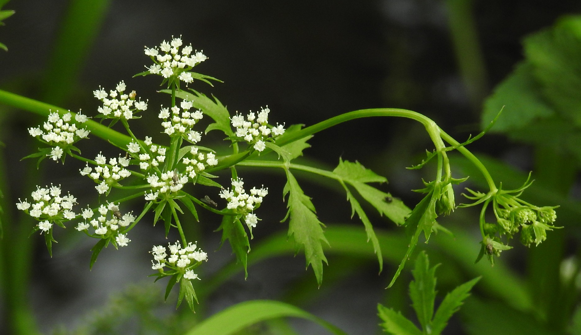 Water Parsnips Care (Watering, Fertilize, Pruning, Propagation ...