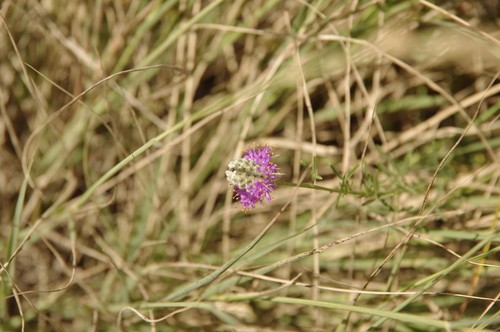Dalea tenuifolia - PictureThis