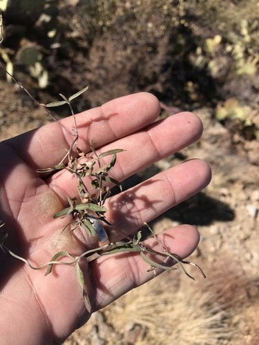 Slender janusia (Cottsia gracilis) Flower, Leaf, Care, Uses - PictureThis