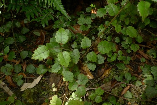 Rubus australis - PictureThis