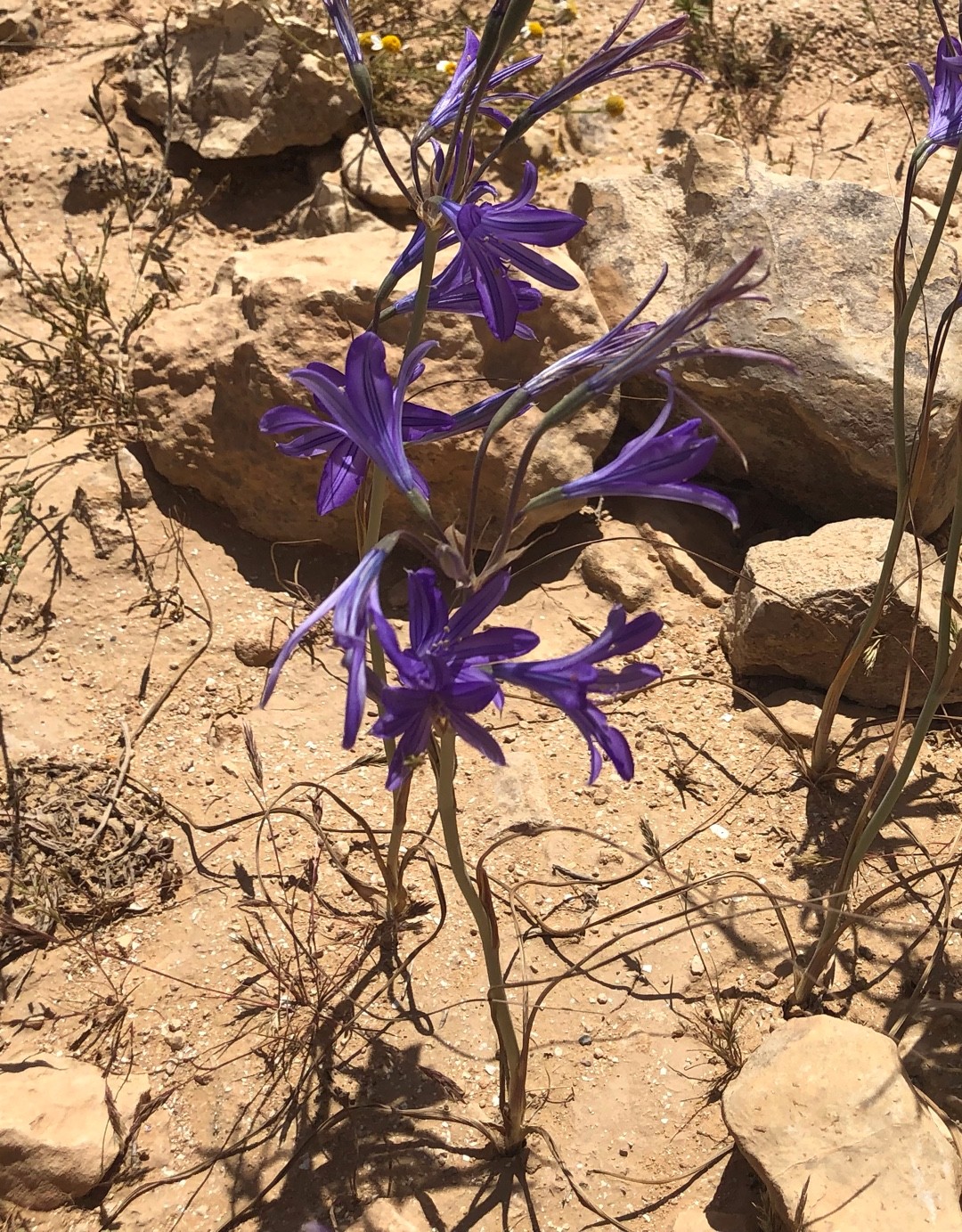 Ixiolirion tataricum 花言葉，毒性，よくある質問 - PictureThis