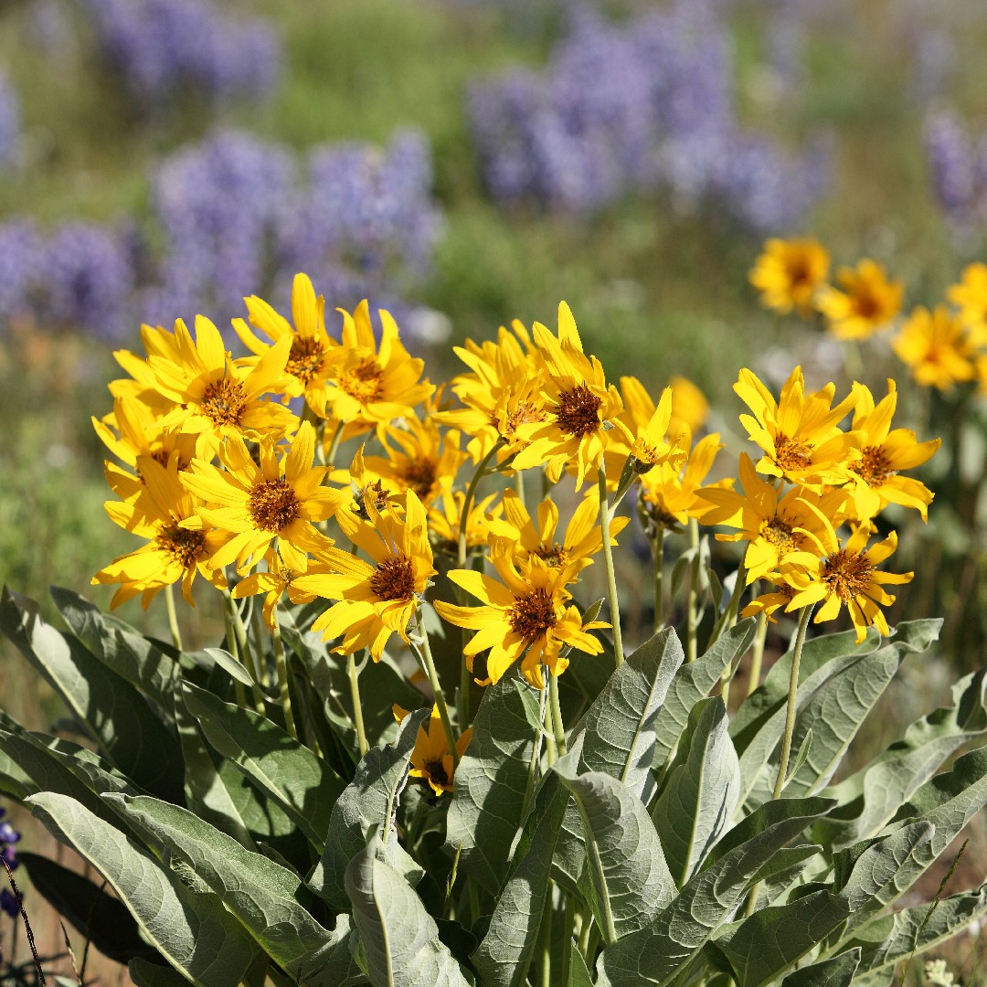 Balsamroots Care (Watering, Fertilize, Pruning, Propagation) - PictureThis