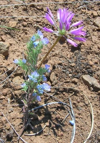 Tapertip onion (Allium acuminatum) Flower, Leaf, Care, Uses - PictureThis