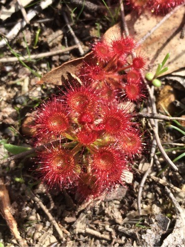 Drosera stolonifera - PictureThis