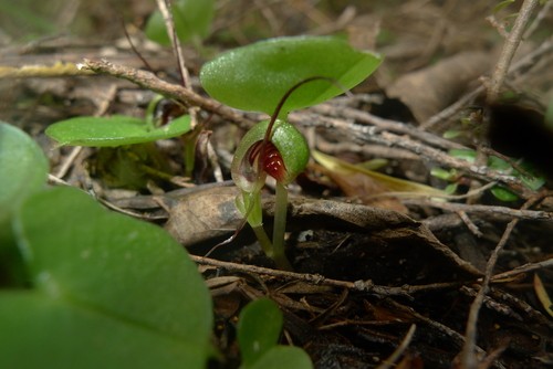 Corybas vitreus Flower, Leaf, Care, Uses - PictureThis