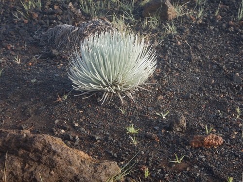Hawai'i silversword (Argyroxiphium sandwicense) Flower, Leaf, Care ...