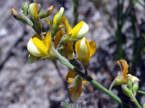 Gannas (Lebeckia) Flower, Leaf, Care, Uses - PictureThis