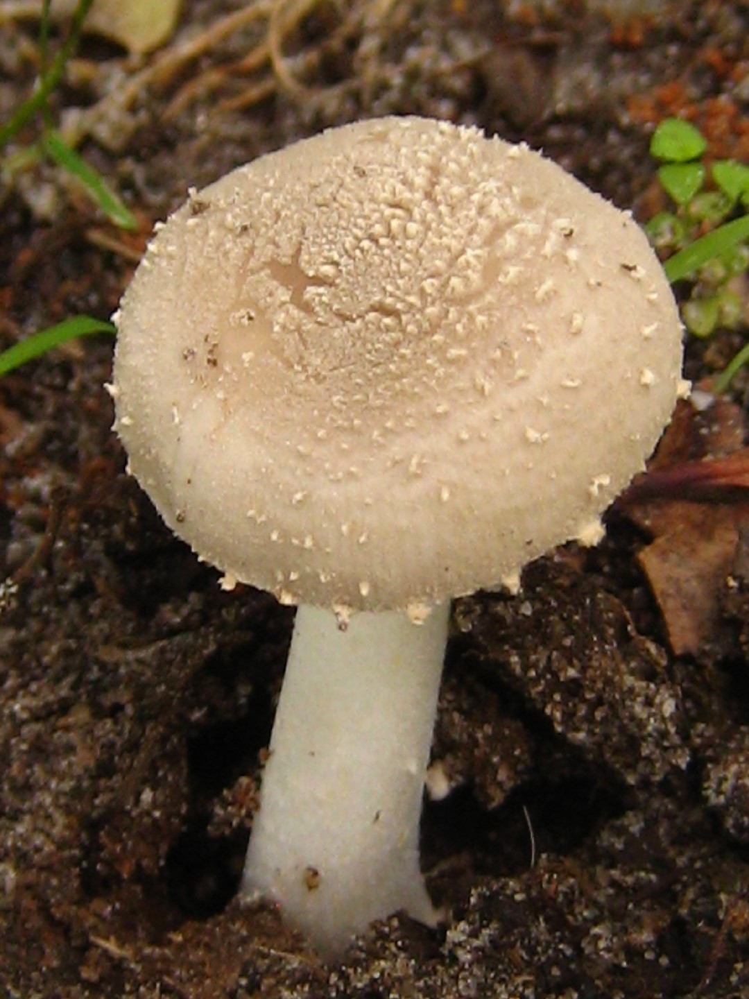 Mushroom-forming fungi (Agaricomycetes) Flower, Leaf, Care, Uses ...
