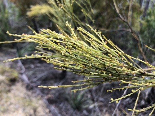 Exocarpos cupressiformis - PictureThis