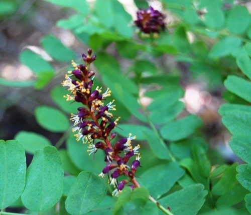 Amorpha californica - PictureThis