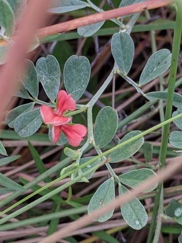 Indigofera miniata - PictureThis
