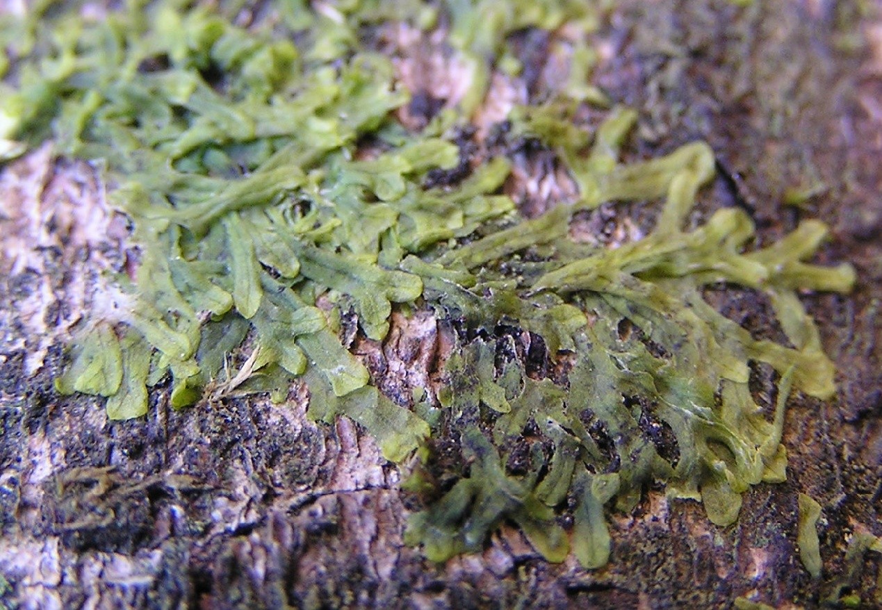 Metzgeria furcata - PictureThis