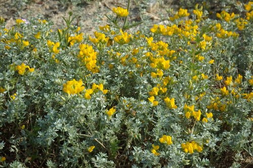 Lotus creticus - PictureThis