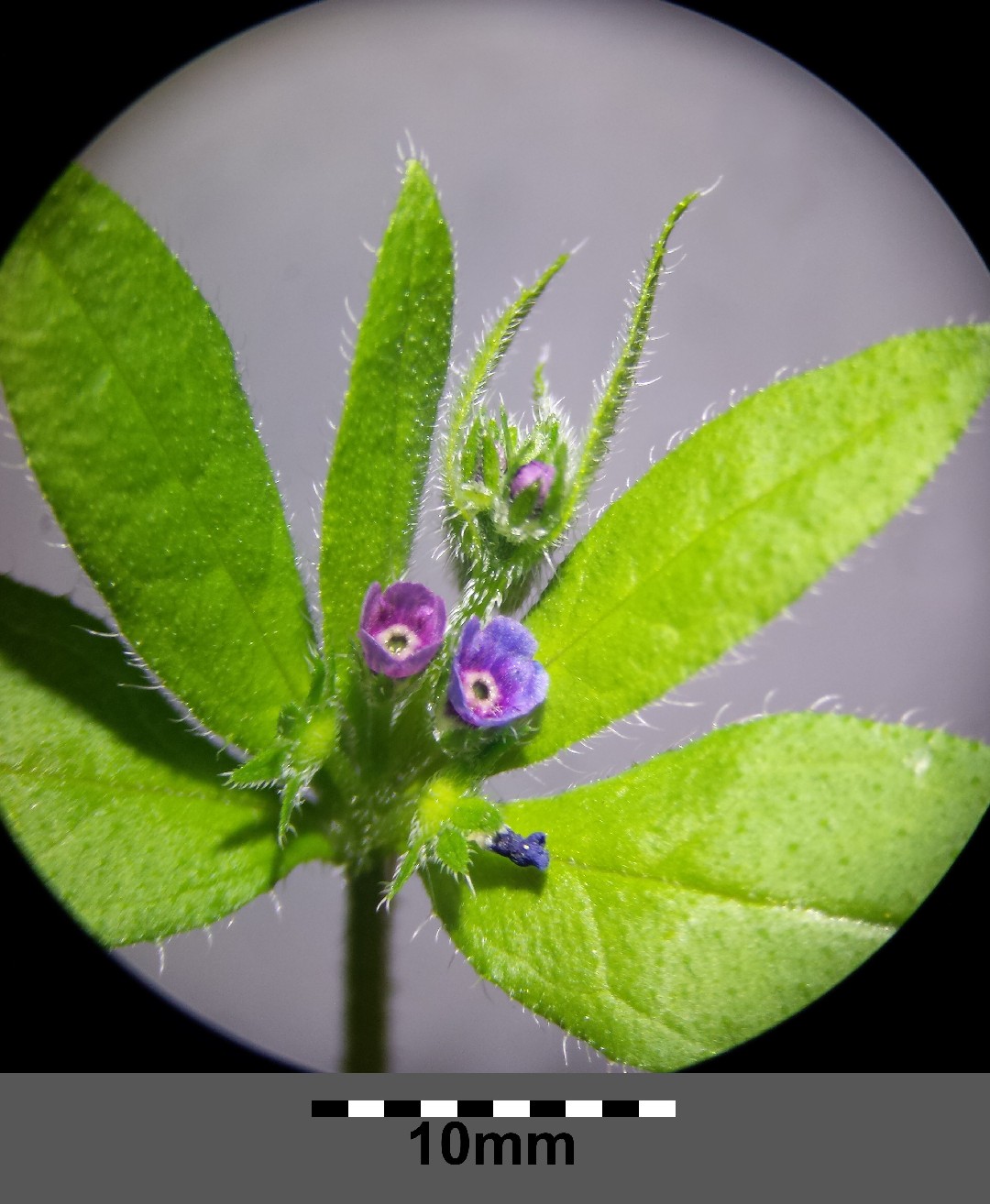 Madwort (Asperugo procumbens) Flower, Leaf, Care, Uses - PictureThis