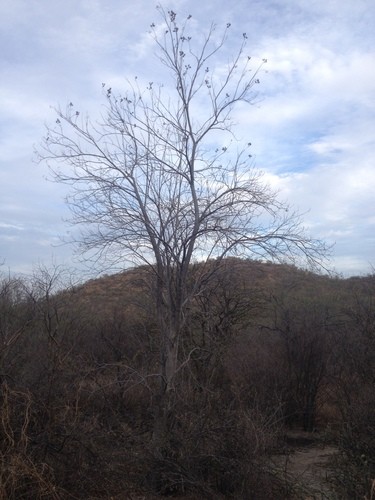 Palo loco (Ipomoea arborescens) - PictureThis