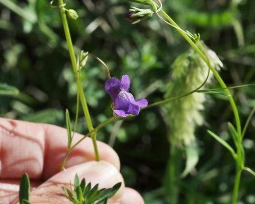 Antirrhinum strictum - PictureThis