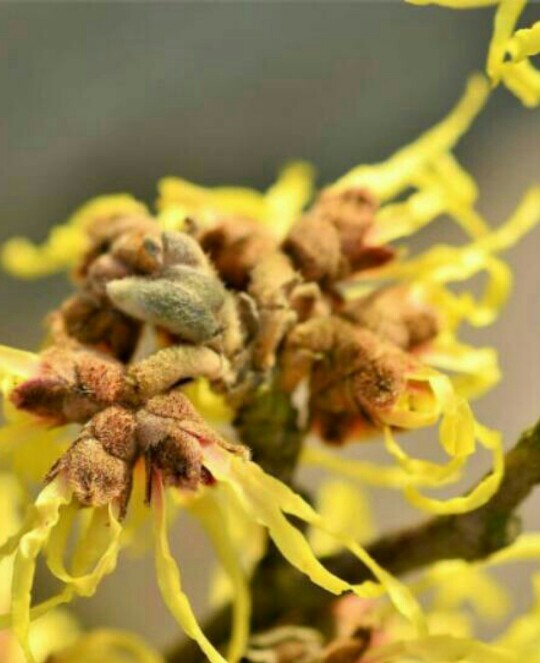 Hamamelis (Hamamelis mollis) - PictureThis