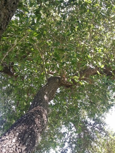 Encino siempreverde (Quercus virginiana) - PictureThis