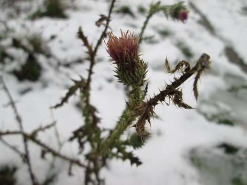 Chardon épineux (Carduus acanthoides) - PictureThis