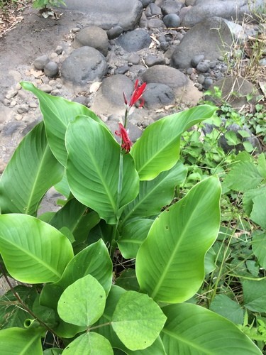 Canna lilies Care (Watering, Fertilize, Pruning, Propagation) - PictureThis