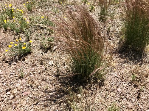 How to Plant and Grow Purple three-awn(Aristida purpurea)