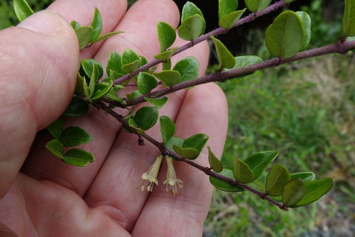 Hedge honeysuckle (Lonicera ligustrina) Flower, Leaf, Care, Uses ...