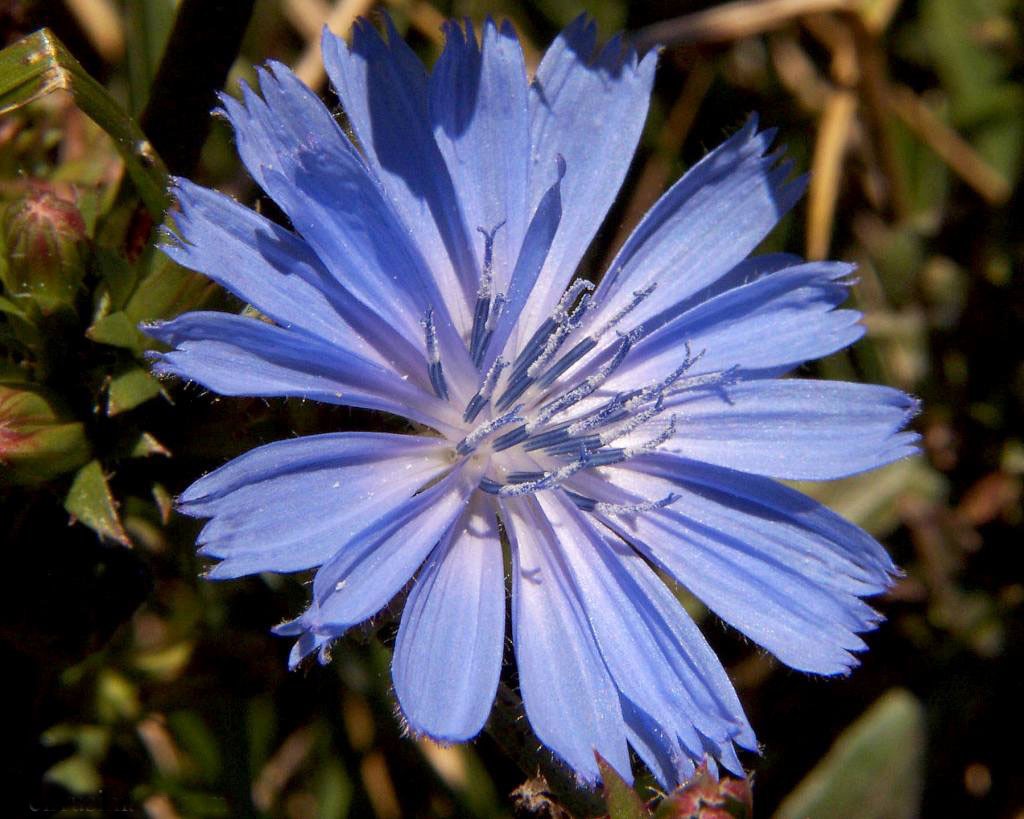 Common chicory (Cichorium intybus) Flower, Leaf, Care, Uses - PictureThis