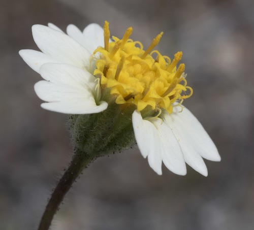 Layia glandulosa - PictureThis